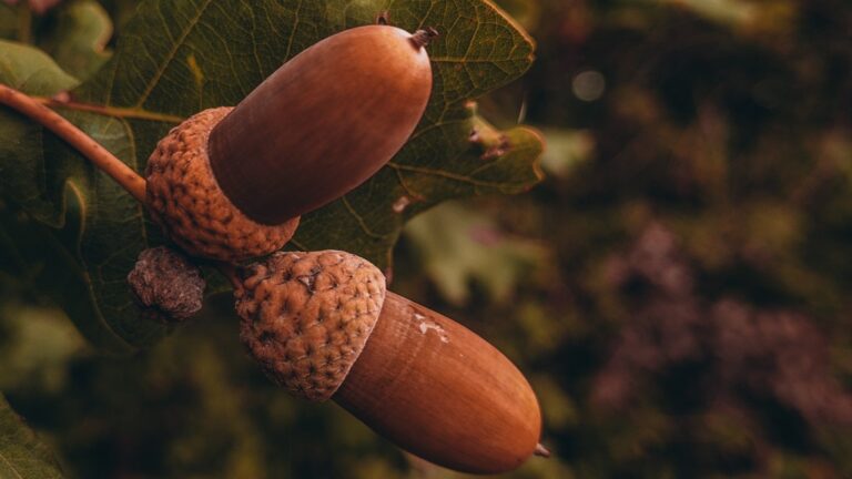 The Incredible Edible Acorn | Prepper Path