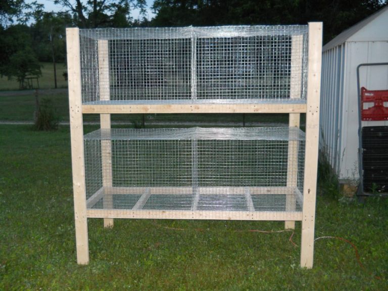 Inbreeding And Line Breeding Rabbits | Prepper Path